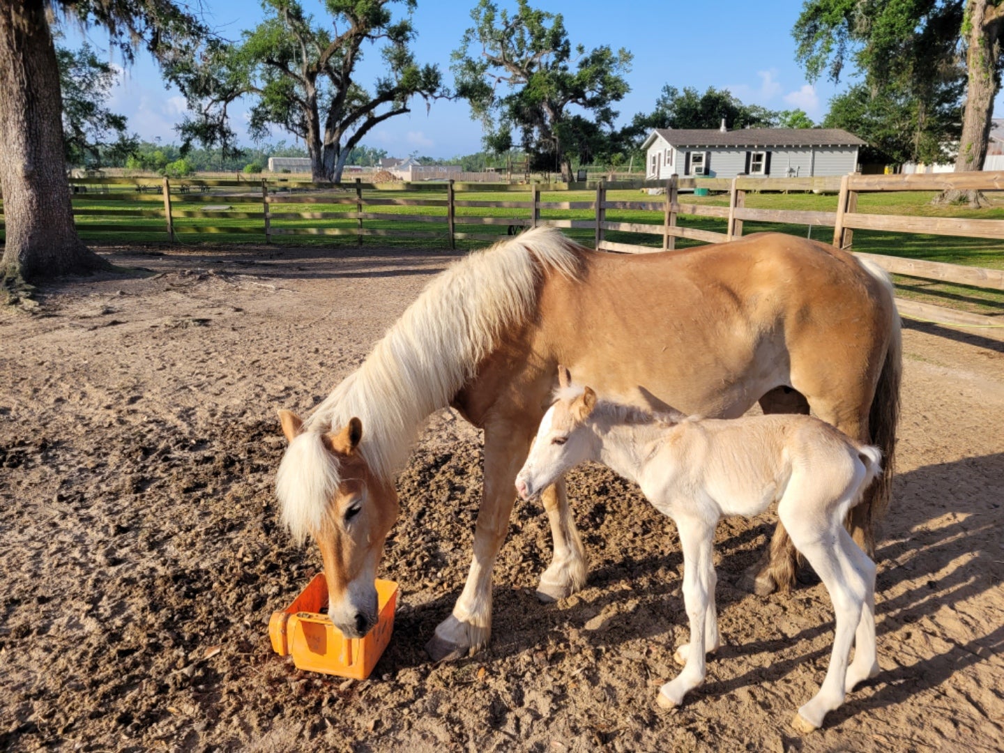 Horseback Riding | Almosta Ranch LLC