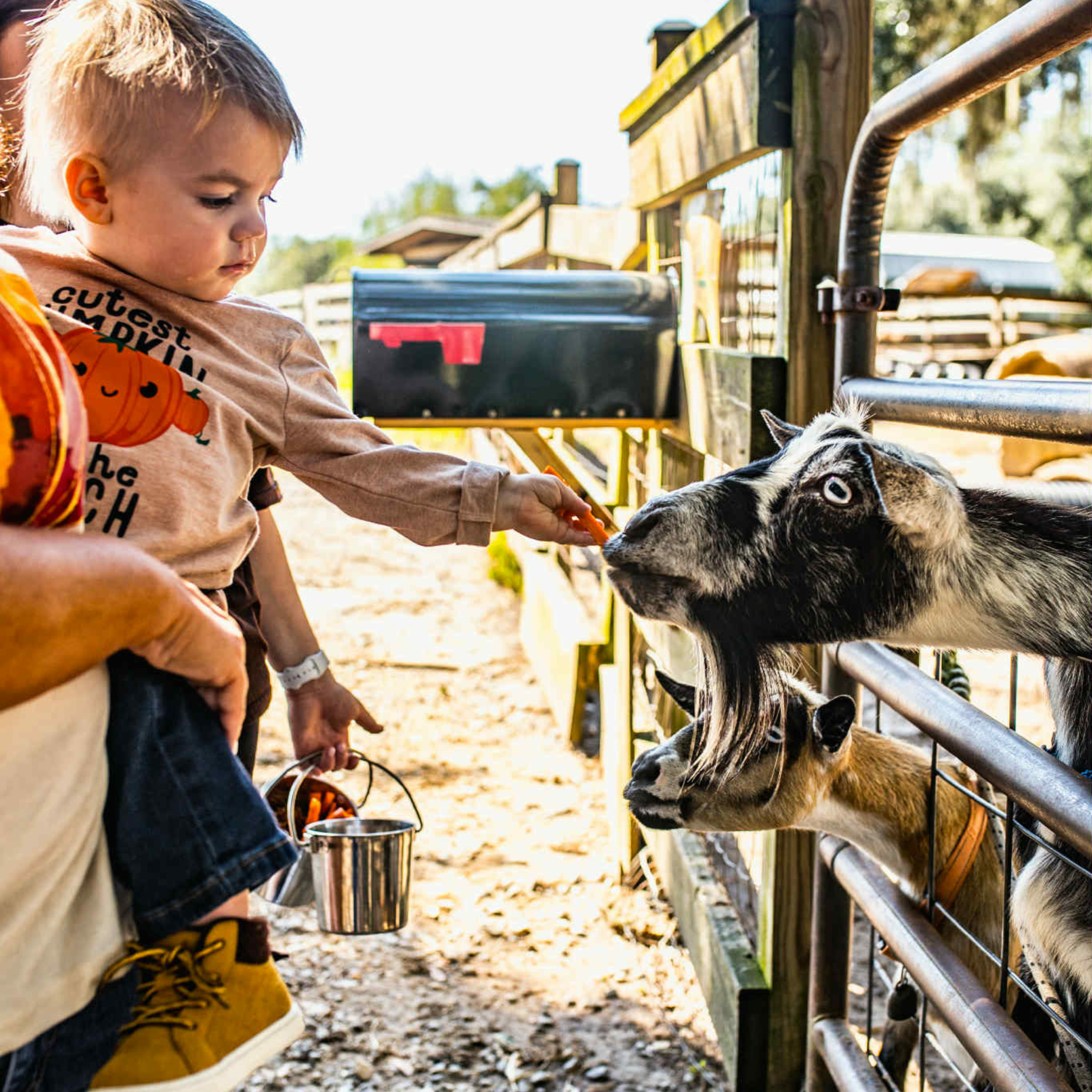 Home | Almosta Ranch LLC